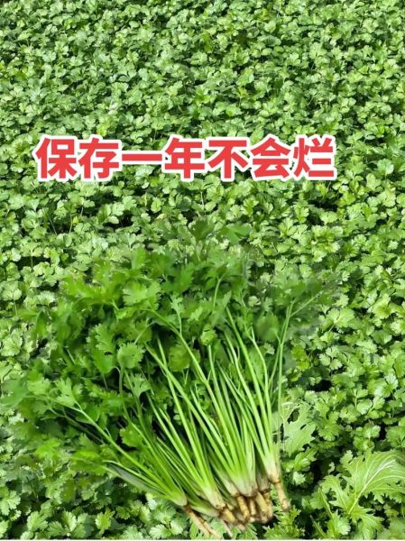 香菜怎么保存新鲜_香菜做法大全-第2张图片-山城妙识 香菜怎么保存新鲜_香菜做法大全-第2张图片-山城妙识