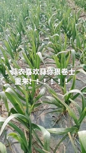 杞县大蒜最新价格_杞县大蒜价格走势-第1张图片-山城妙识 杞县大蒜最新价格_杞县大蒜价格走势-第1张图片-山城妙识