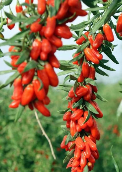 红枸杞子有什么功效_红枸杞子的作用与禁忌-第3张图片-山城妙识 红枸杞子有什么功效_红枸杞子的作用与禁忌-第3张图片-山城妙识