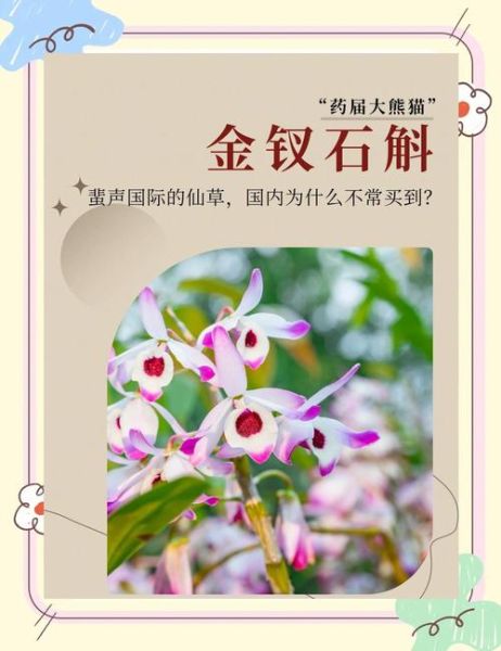 金钗石斛和铁皮石斛的区别_哪个更好-第1张图片-山城妙识 金钗石斛和铁皮石斛的区别_哪个更好-第1张图片-山城妙识