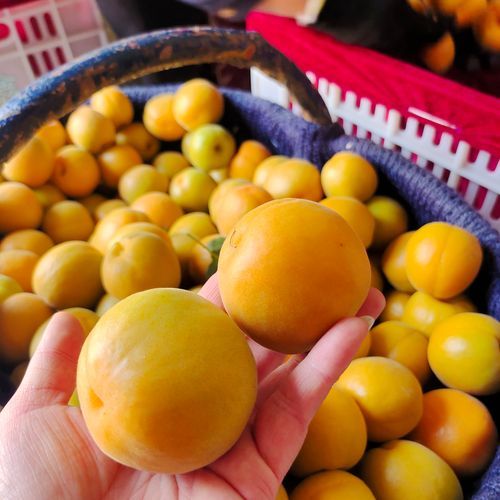 陕西特产水果有哪些_陕西水果哪里最正宗-第3张图片-山城妙识 陕西特产水果有哪些_陕西水果哪里最正宗-第3张图片-山城妙识