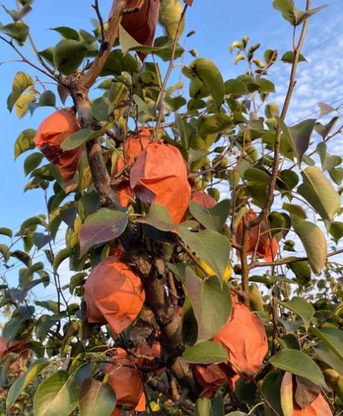 陕西特产水果有哪些_陕西水果哪里最正宗-第2张图片-山城妙识 陕西特产水果有哪些_陕西水果哪里最正宗-第2张图片-山城妙识