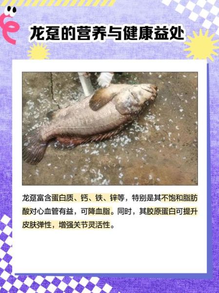 龙趸鱼活体多少钱一斤_龙趸鱼活体怎么挑选-第1张图片-山城妙识 龙趸鱼活体多少钱一斤_龙趸鱼活体怎么挑选-第1张图片-山城妙识