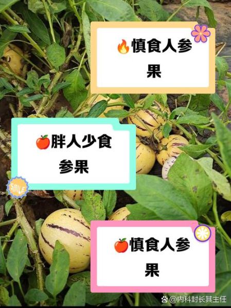 人参果什么人不能吃_八种人不适合吃人参果-第1张图片-山城妙识 人参果什么人不能吃_八种人不适合吃人参果-第1张图片-山城妙识