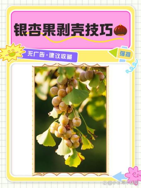 鲜银杏果怎么处理才能吃_银杏果去毒步骤-第3张图片-山城妙识 鲜银杏果怎么处理才能吃_银杏果去毒步骤-第3张图片-山城妙识