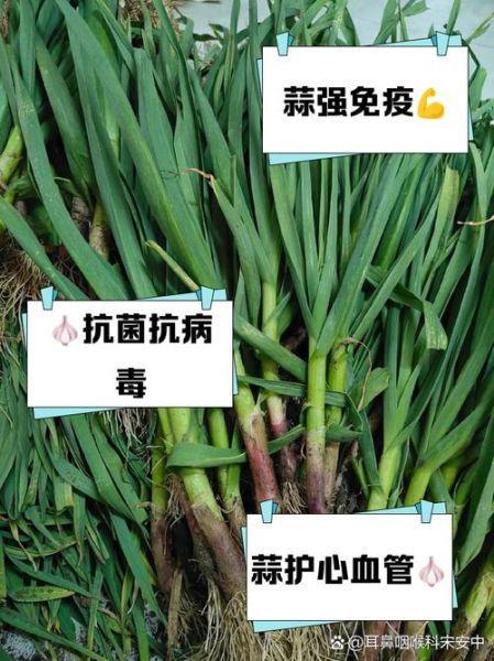 男人经常吃大蒜影响性功能吗_吃大蒜壮阳还是杀精-第2张图片-山城妙识 男人经常吃大蒜影响性功能吗_吃大蒜壮阳还是杀精-第2张图片-山城妙识