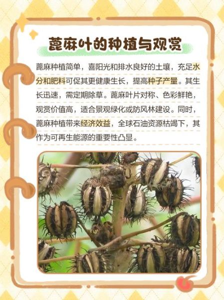 麻油叶是什么_麻油叶的功效与作用-第1张图片-山城妙识 麻油叶是什么_麻油叶的功效与作用-第1张图片-山城妙识