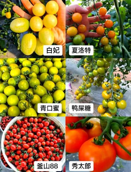 口感最好的西红柿品种有哪些_如何挑选最甜西红柿-第2张图片-山城妙识 口感最好的西红柿品种有哪些_如何挑选最甜西红柿-第2张图片-山城妙识