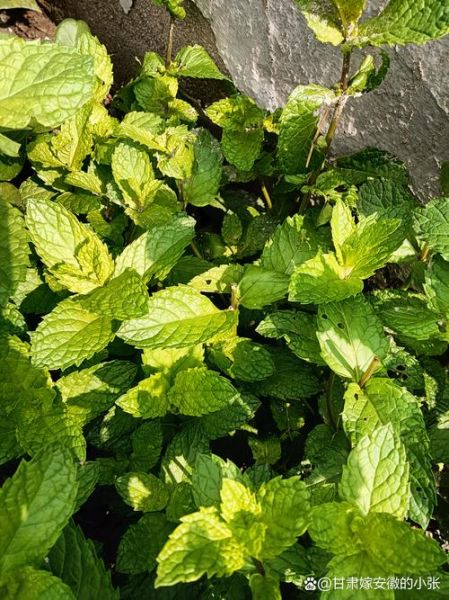 荆芥的别名叫什么_荆芥与薄荷怎么区分-第2张图片-山城妙识 荆芥的别名叫什么_荆芥与薄荷怎么区分-第2张图片-山城妙识