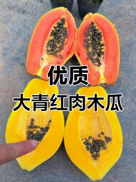 青木瓜下奶还是黄木瓜_哪个更有效-第1张图片-山城妙识 青木瓜下奶还是黄木瓜_哪个更有效-第1张图片-山城妙识