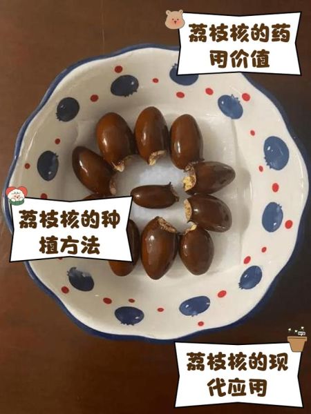 荔枝核的功效与作用_荔枝核怎么煮水-第1张图片-山城妙识 荔枝核的功效与作用_荔枝核怎么煮水-第1张图片-山城妙识