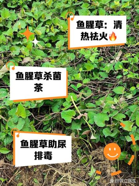 鱼腥草可以长期泡水喝吗_鱼腥草的功效与禁忌-第2张图片-山城妙识 鱼腥草可以长期泡水喝吗_鱼腥草的功效与禁忌-第2张图片-山城妙识