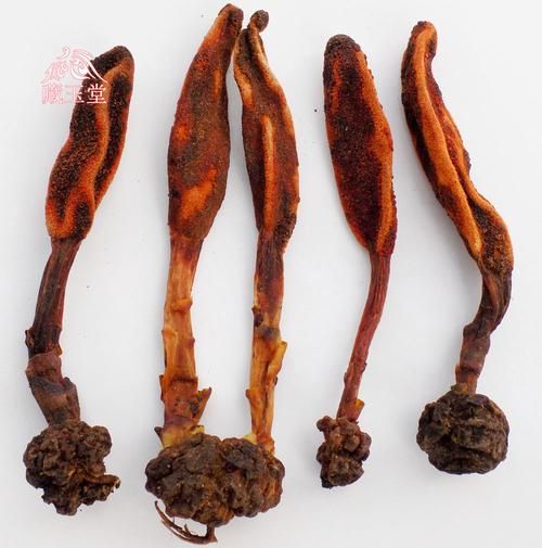 什么草药壮阳最快_壮阳草药有哪些-第2张图片-山城妙识 什么草药壮阳最快_壮阳草药有哪些-第2张图片-山城妙识