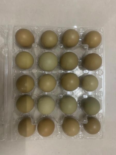 山鸡蛋和普通鸡蛋的区别_山鸡蛋怎么吃最营养-第1张图片-山城妙识