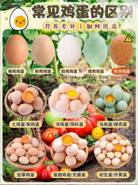 山鸡蛋和普通鸡蛋的区别_山鸡蛋怎么吃最营养-第3张图片-山城妙识