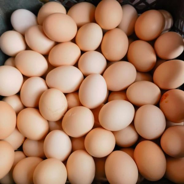 山鸡蛋和普通鸡蛋的区别_山鸡蛋怎么吃最营养-第2张图片-山城妙识