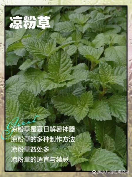 新鲜凉粉草怎么做凉粉_比例与步骤-第2张图片-山城妙识 新鲜凉粉草怎么做凉粉_比例与步骤-第2张图片-山城妙识