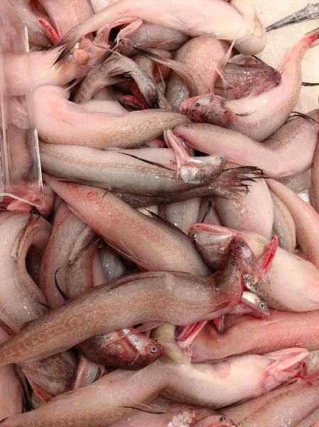 豆腐鱼又叫什么鱼_豆腐鱼是什么鱼-第1张图片-山城妙识 豆腐鱼又叫什么鱼_豆腐鱼是什么鱼-第1张图片-山城妙识