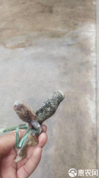 猪宝的作用与功效_猪宝真的有用吗-第3张图片-山城妙识 猪宝的作用与功效_猪宝真的有用吗-第3张图片-山城妙识