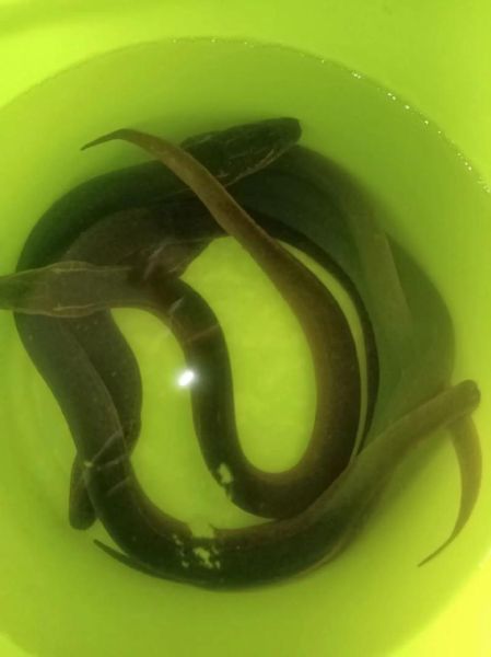 鳝鱼血能治面瘫吗_鳝鱼血治疗面瘫是真的吗-第3张图片-山城妙识 鳝鱼血能治面瘫吗_鳝鱼血治疗面瘫是真的吗-第3张图片-山城妙识