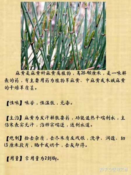 麻黄的功效与作用_麻黄主治哪些疾病-第1张图片-山城妙识 麻黄的功效与作用_麻黄主治哪些疾病-第1张图片-山城妙识