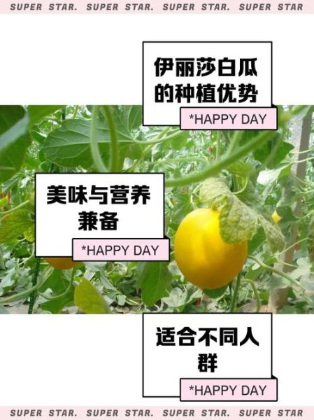 伊丽莎白瓜坏了怎么办_如何判断是否还能吃-第1张图片-山城妙识 伊丽莎白瓜坏了怎么办_如何判断是否还能吃-第1张图片-山城妙识