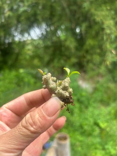 藤三七怎么吃_藤三七的功效与作用-第3张图片-山城妙识 藤三七怎么吃_藤三七的功效与作用-第3张图片-山城妙识