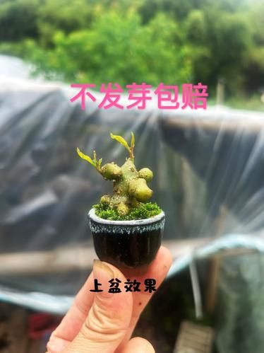 藤三七怎么吃_藤三七的功效与作用-第2张图片-山城妙识 藤三七怎么吃_藤三七的功效与作用-第2张图片-山城妙识