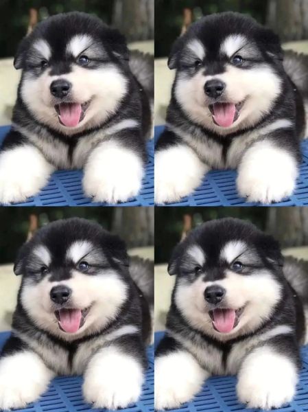 阿拉斯加犬图片_如何挑选纯种幼犬-第2张图片-山城妙识 阿拉斯加犬图片_如何挑选纯种幼犬-第2张图片-山城妙识