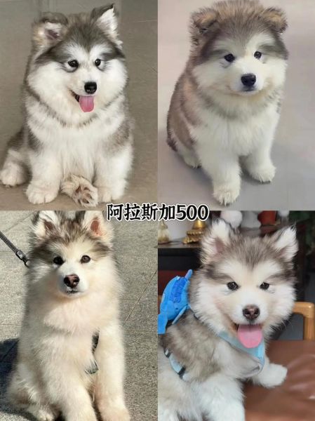 阿拉斯加犬图片_如何挑选纯种幼犬-第1张图片-山城妙识 阿拉斯加犬图片_如何挑选纯种幼犬-第1张图片-山城妙识