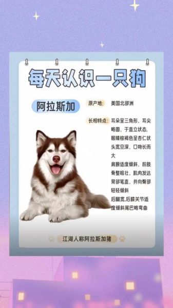 阿拉斯加犬图片_如何挑选纯种幼犬-第3张图片-山城妙识 阿拉斯加犬图片_如何挑选纯种幼犬-第3张图片-山城妙识