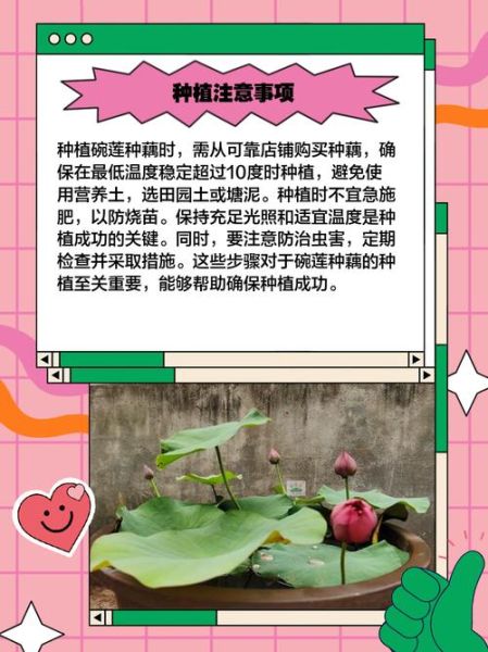 莲藕种子怎么种植_莲藕种子种植方法-第1张图片-山城妙识