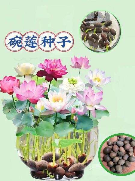 莲藕种子怎么种植_莲藕种子种植方法-第2张图片-山城妙识