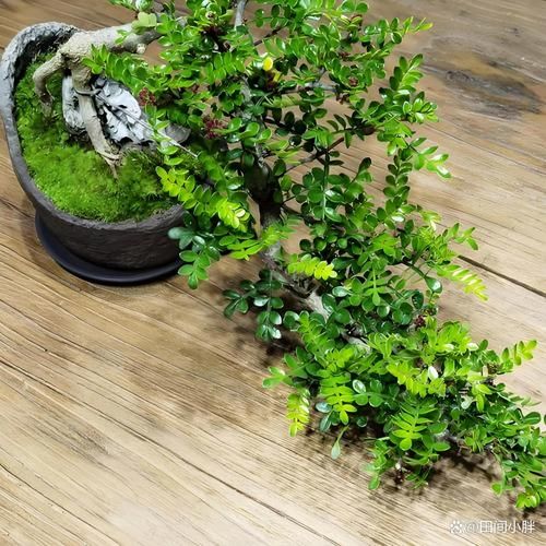 胡椒木盆景怎么养_胡椒木盆景修剪技巧-第3张图片-山城妙识 胡椒木盆景怎么养_胡椒木盆景修剪技巧-第3张图片-山城妙识