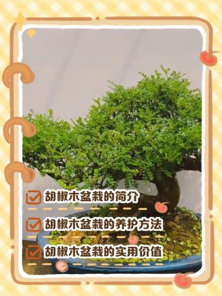 胡椒木盆景怎么养_胡椒木盆景修剪技巧-第2张图片-山城妙识 胡椒木盆景怎么养_胡椒木盆景修剪技巧-第2张图片-山城妙识