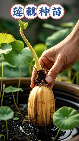 莲藕种子怎么种植_莲藕种子种植方法-第3张图片-山城妙识
