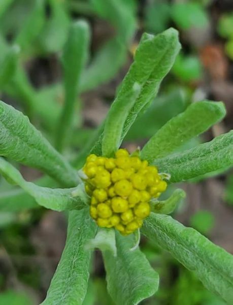 鼠曲草孕妇可以吃吗_孕期食用鼠曲草安全性-第1张图片-山城妙识 鼠曲草孕妇可以吃吗_孕期食用鼠曲草安全性-第1张图片-山城妙识