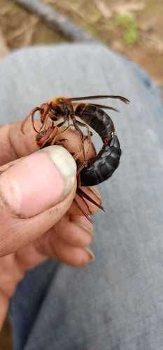 葫芦包蜂图片_如何辨别真假-第2张图片-山城妙识 葫芦包蜂图片_如何辨别真假-第2张图片-山城妙识