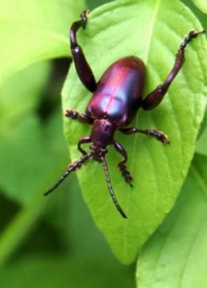金牛虫吃什么_金牛虫的食物清单-第3张图片-山城妙识 金牛虫吃什么_金牛虫的食物清单-第3张图片-山城妙识