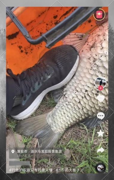 鲫鱼最大能长多少斤_野生鲫鱼能长多大-第1张图片-山城妙识 鲫鱼最大能长多少斤_野生鲫鱼能长多大-第1张图片-山城妙识