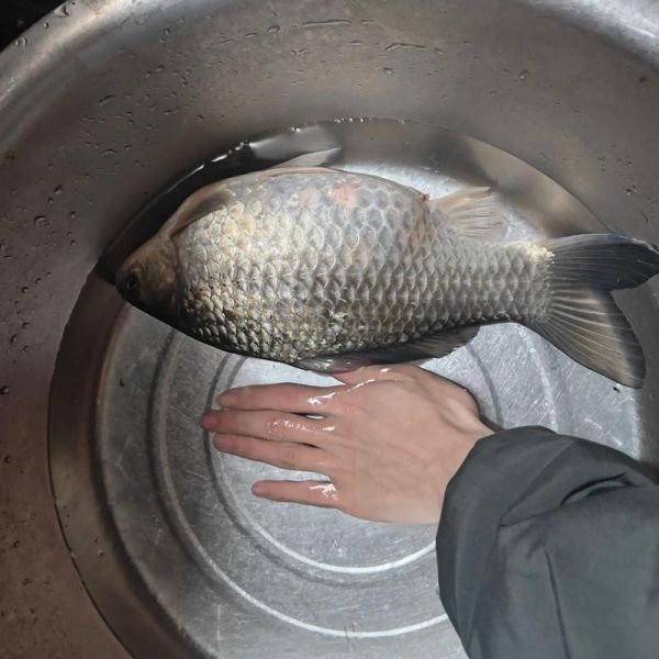 鲫鱼最大能长多少斤_野生鲫鱼能长多大-第2张图片-山城妙识 鲫鱼最大能长多少斤_野生鲫鱼能长多大-第2张图片-山城妙识