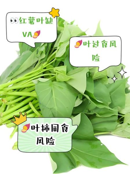 红薯叶的功效与作用禁忌_红薯叶什么人不能吃-第3张图片-山城妙识 红薯叶的功效与作用禁忌_红薯叶什么人不能吃-第3张图片-山城妙识