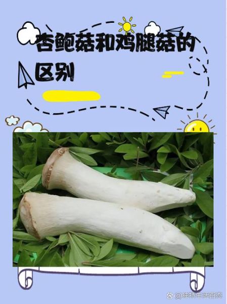 鸡腿菇和杏鲍菇的区别_如何一眼分辨-第1张图片-山城妙识 鸡腿菇和杏鲍菇的区别_如何一眼分辨-第1张图片-山城妙识