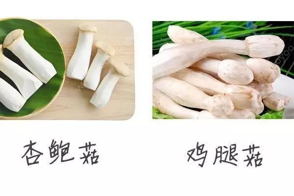鸡腿菇和杏鲍菇的区别_如何一眼分辨-第3张图片-山城妙识 鸡腿菇和杏鲍菇的区别_如何一眼分辨-第3张图片-山城妙识