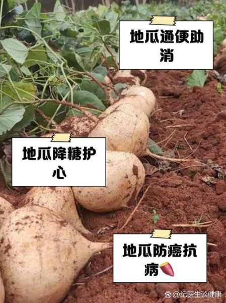 地瓜真实图片长什么样_如何辨别真假地瓜-第3张图片-山城妙识 地瓜真实图片长什么样_如何辨别真假地瓜-第3张图片-山城妙识