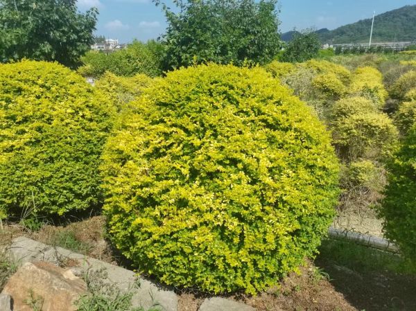 小叶女贞图片怎么区分_小叶女贞和金森女贞区别-第1张图片-山城妙识 小叶女贞图片怎么区分_小叶女贞和金森女贞区别-第1张图片-山城妙识