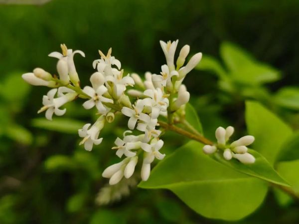 小叶女贞图片怎么区分_小叶女贞和金森女贞区别-第2张图片-山城妙识 小叶女贞图片怎么区分_小叶女贞和金森女贞区别-第2张图片-山城妙识