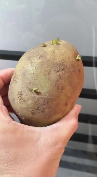 土豆发芽了还能吃吗_土豆发芽有毒吗-第1张图片-山城妙识