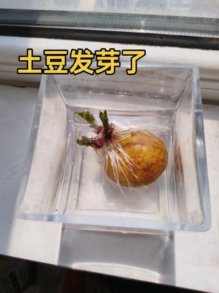 土豆发芽了还能吃吗_土豆发芽有毒吗-第2张图片-山城妙识