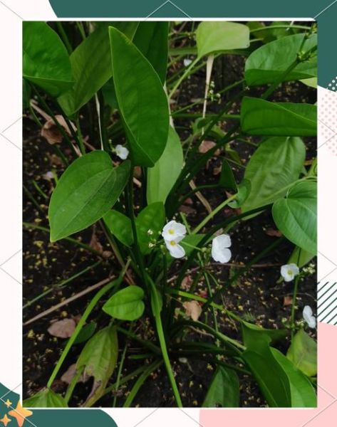 泽泻图片长什么样_泽泻和茨菇区别-第1张图片-山城妙识 泽泻图片长什么样_泽泻和茨菇区别-第1张图片-山城妙识